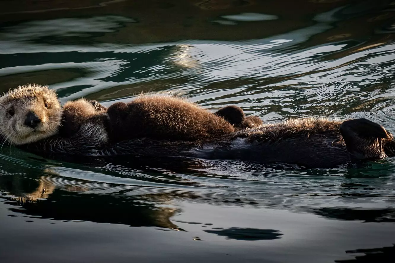 O le a le mea e faamafanafanaina ai otters i le vasa malulu