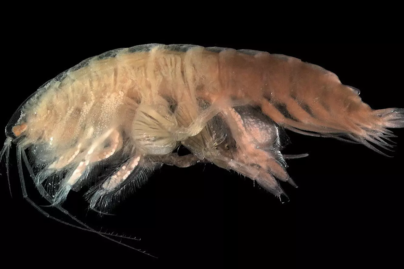 Dinadala ng mga amphipod ang kanilang mga babae sa kanilang mga paa upang magkaroon sila ng lakas na magparami