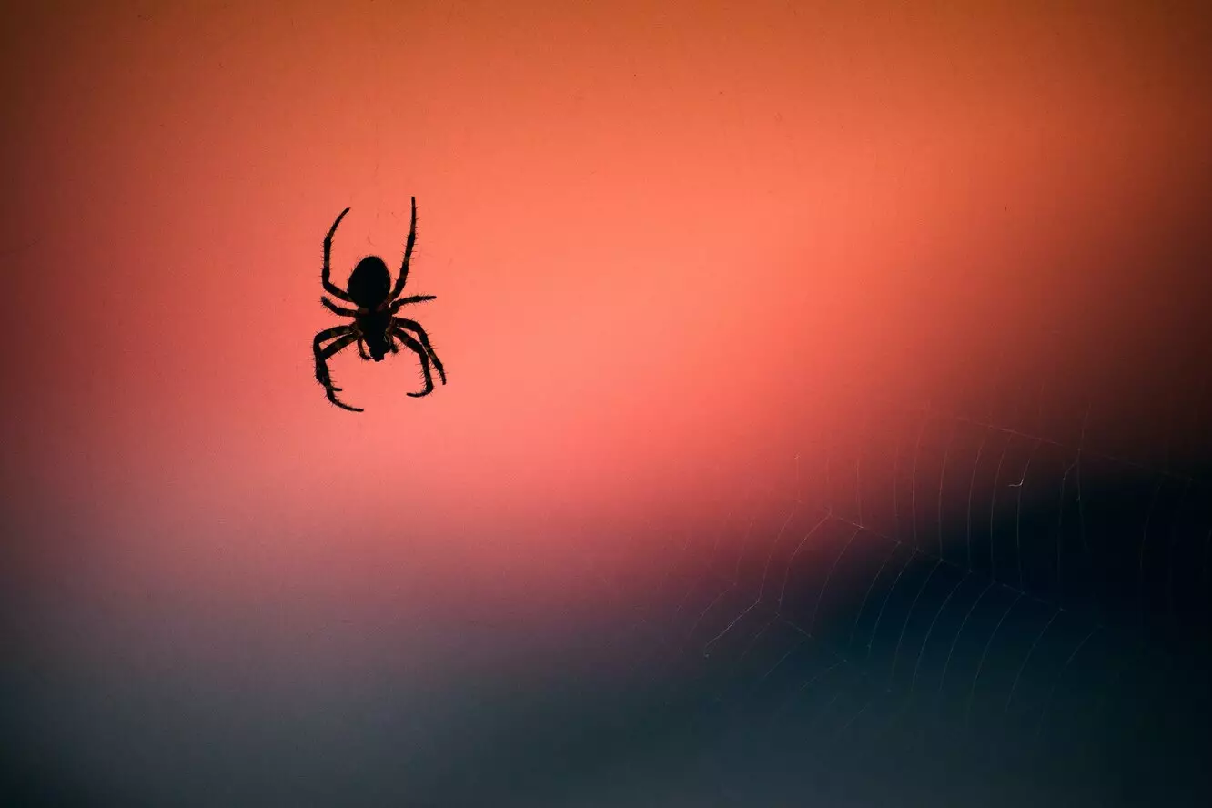 Veninul de păianjen ar putea opri „semnalul morții” rezultat din atacul de cord