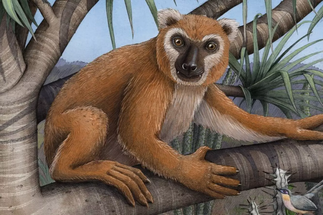 Scientists extract DNA from 1500-year-old bone and learn a lot about extinct lemurs that were the size of a gorilla