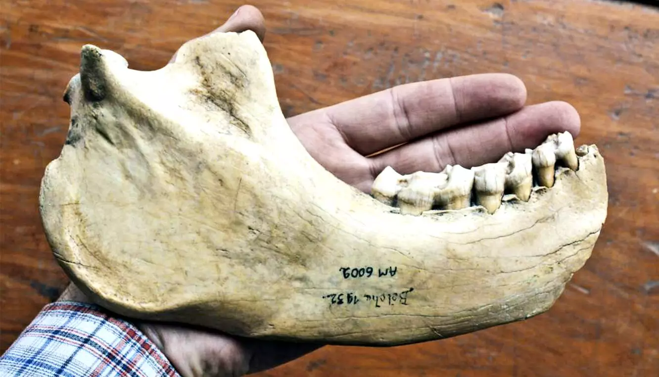 jaw of a giant lemur