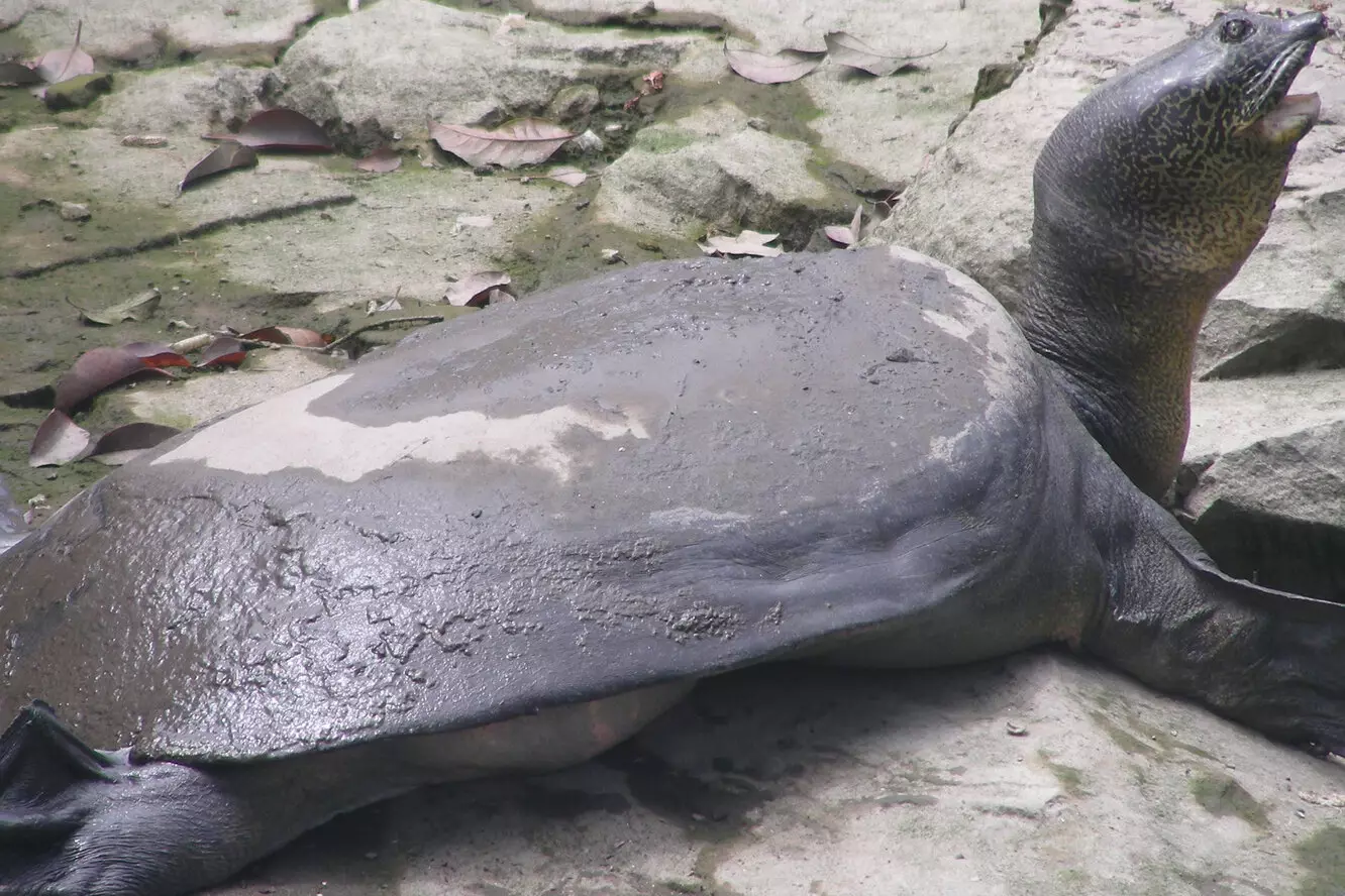 Il n'en reste plus que trois : une espèce rare de tortues pourrait disparaître de la surface de la Terre