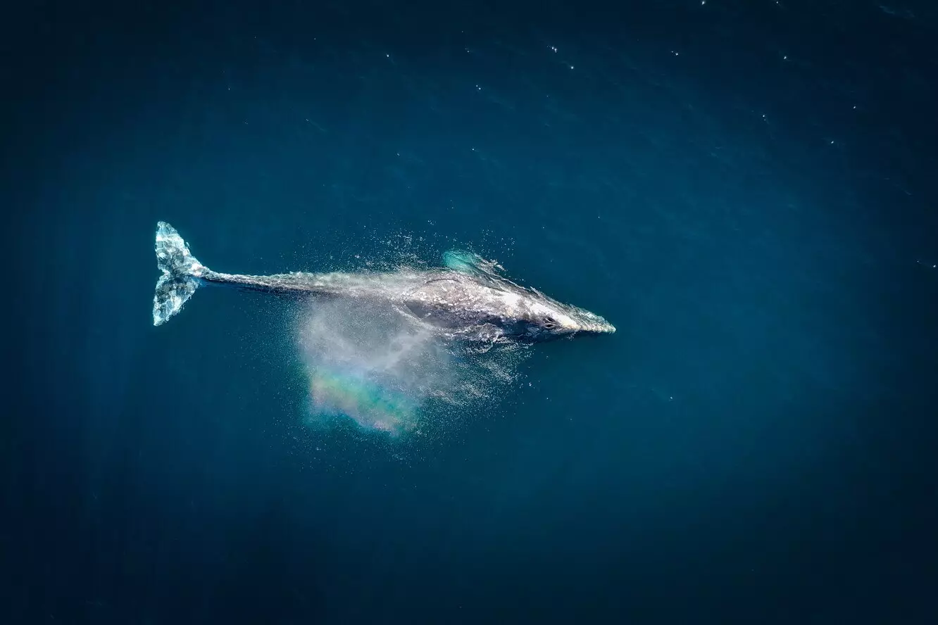 Me zai faru idan whale ya yi atishawa a karkashin ruwa