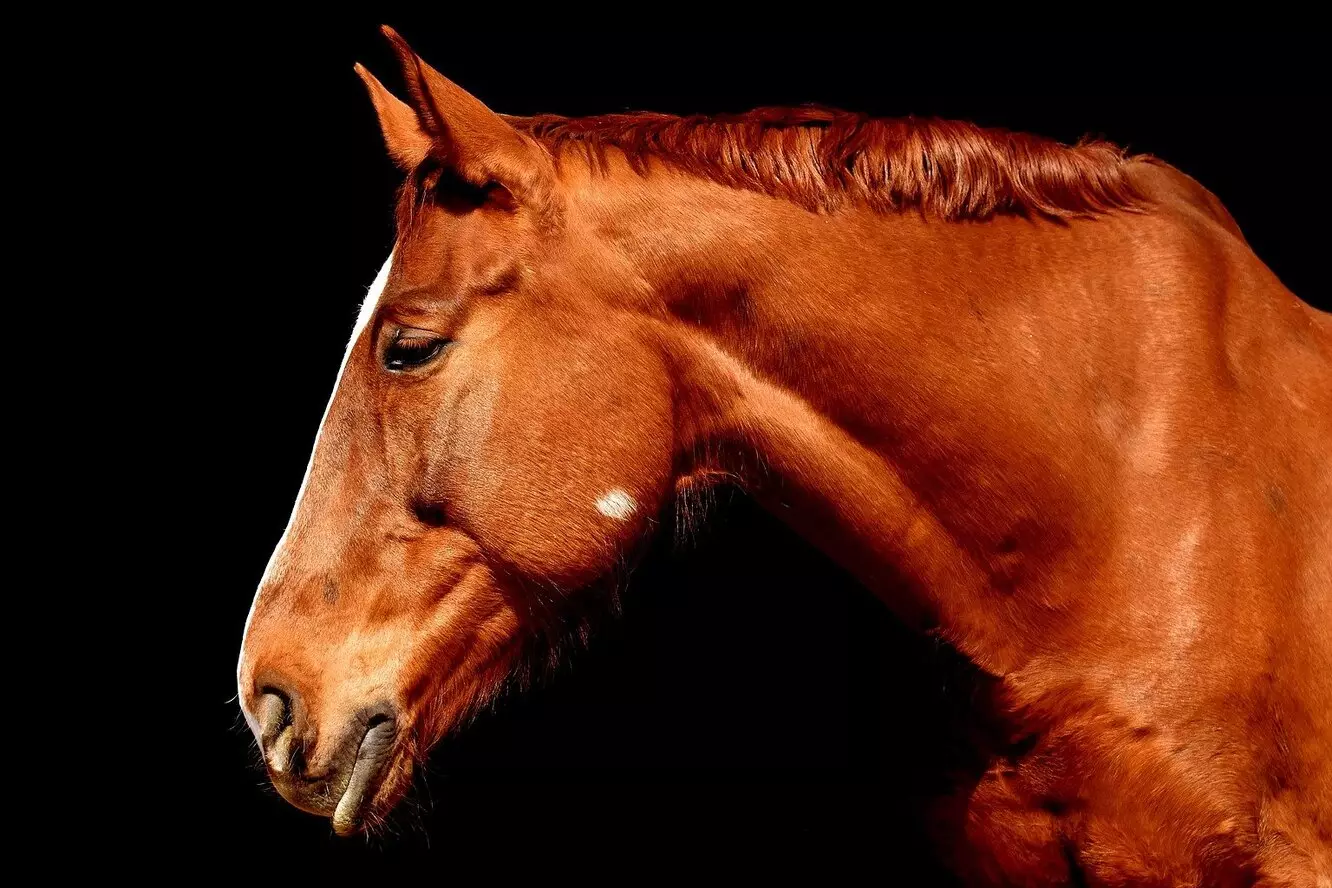 Kolik koňských sil je v jednom koni