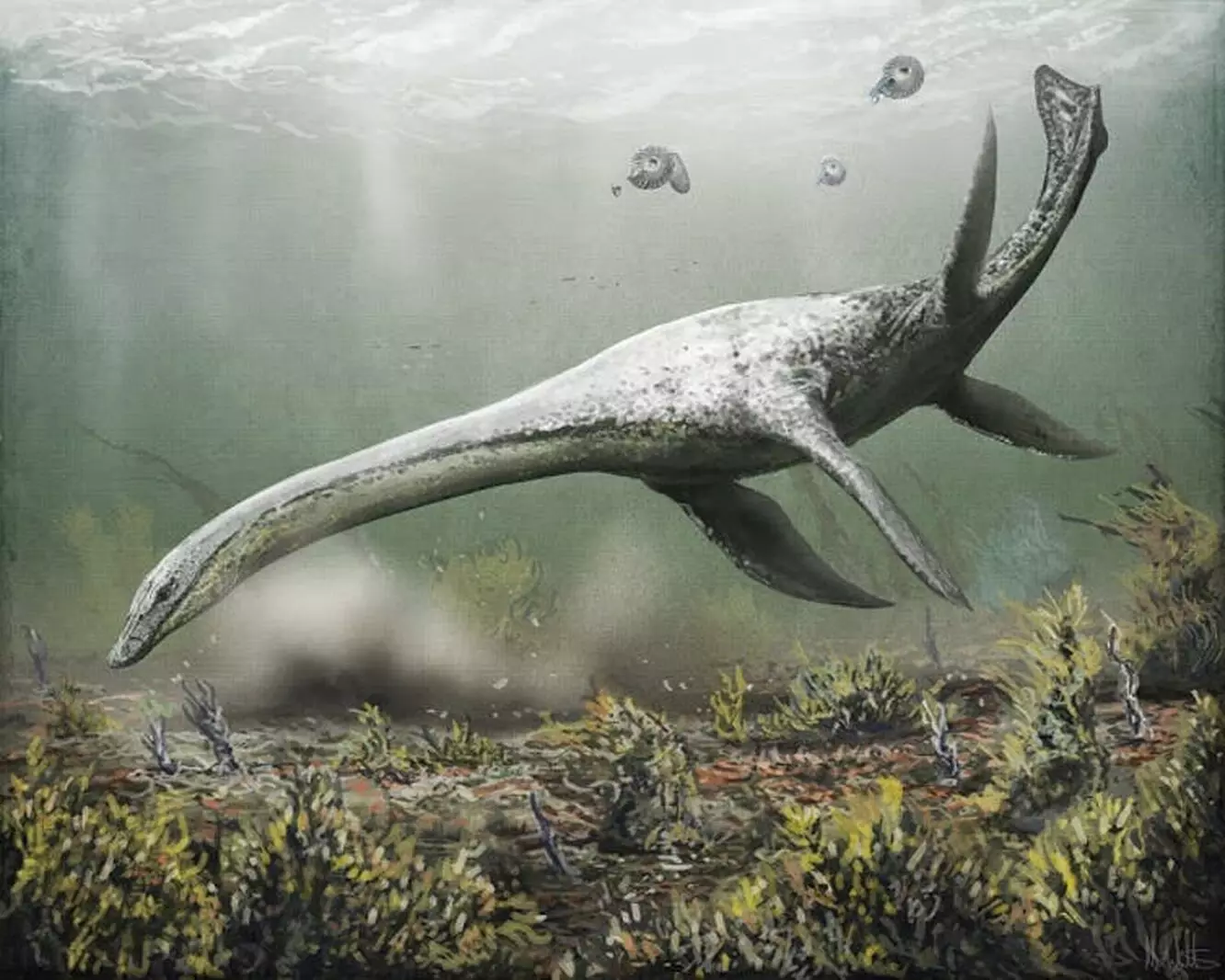 De Loch Ness Monster kéint e Plesiosaurier sinn. Dëst ass wéi dës Dinosaurier ausgesinn hunn