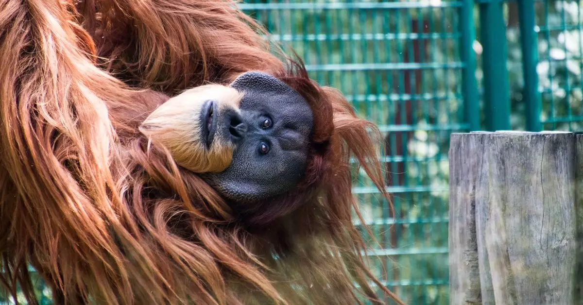 Orangutanlar çəkicdən necə istifadə etməyi bilirlər. Heç kim onlara bunu necə öyrətməsə belə, onlar alətdən necə istifadə etməyi bilirlər.