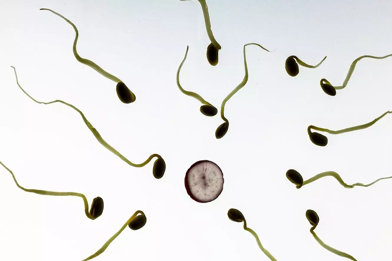 Spermavastased antikehad võivad olla uus rasestumisvastane vahend