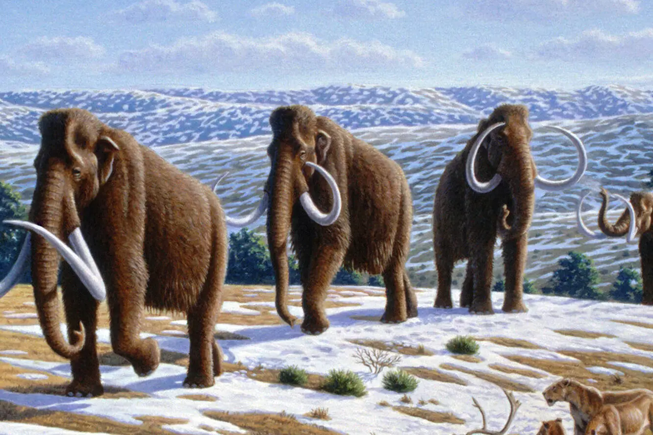 Timaphunzira mbiri ya moyo wa mbalame zotchedwa Arctic mammoth pogwiritsa ntchito minyanga