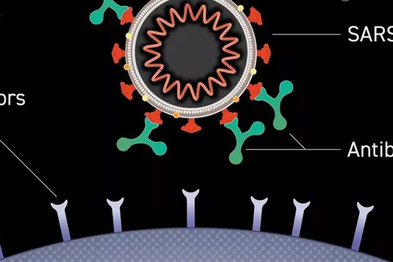 T-cell इम्युनिटीले SARS-CoV-2 को सबै प्रकारहरूको प्रतिरोध गर्न सक्छ। ताजा समाचार अगस्त 16