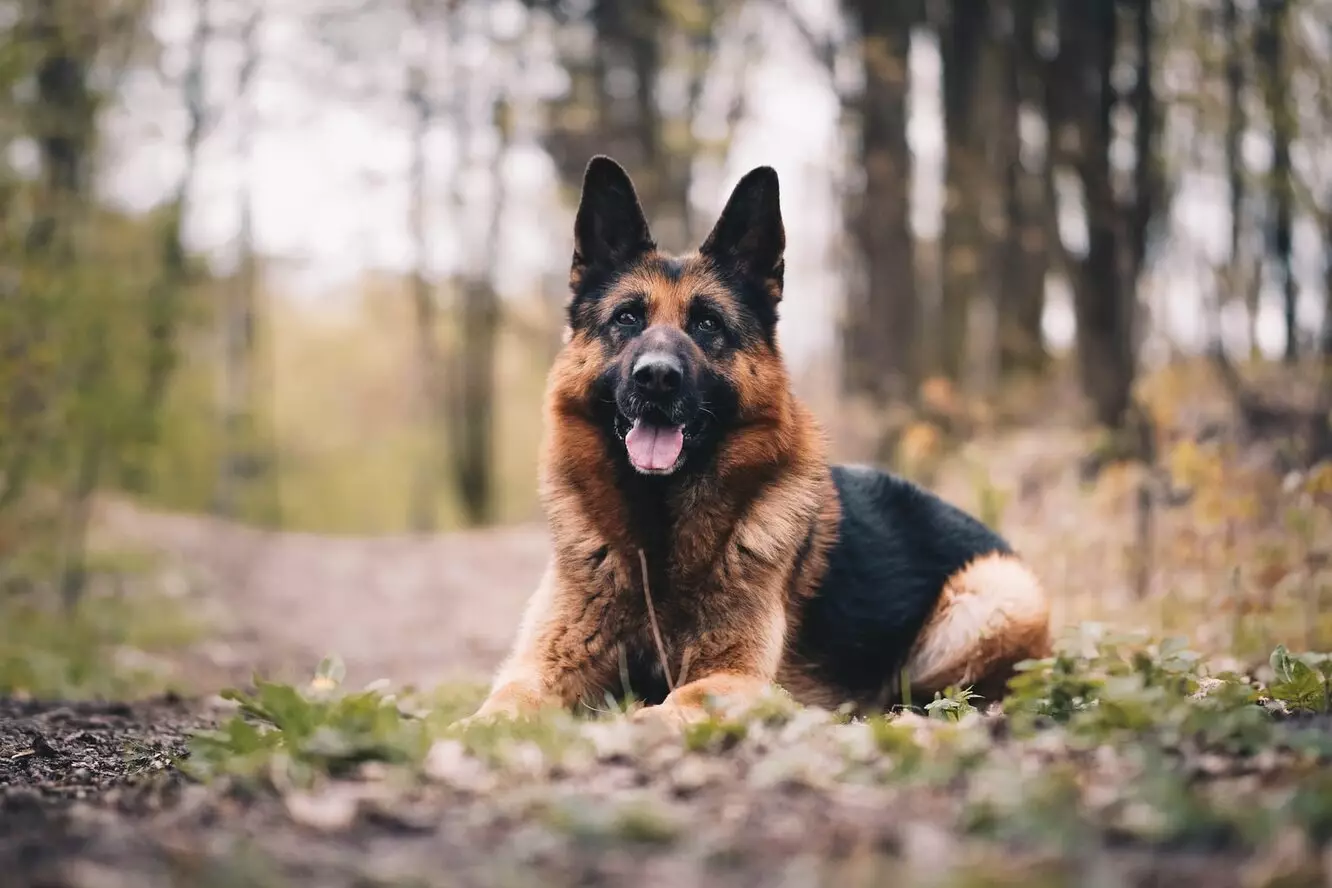 For første gang mottok en hund fra Russland en italiensk pris for lojalitet. Hun reddet en jente fra å bli voldtatt