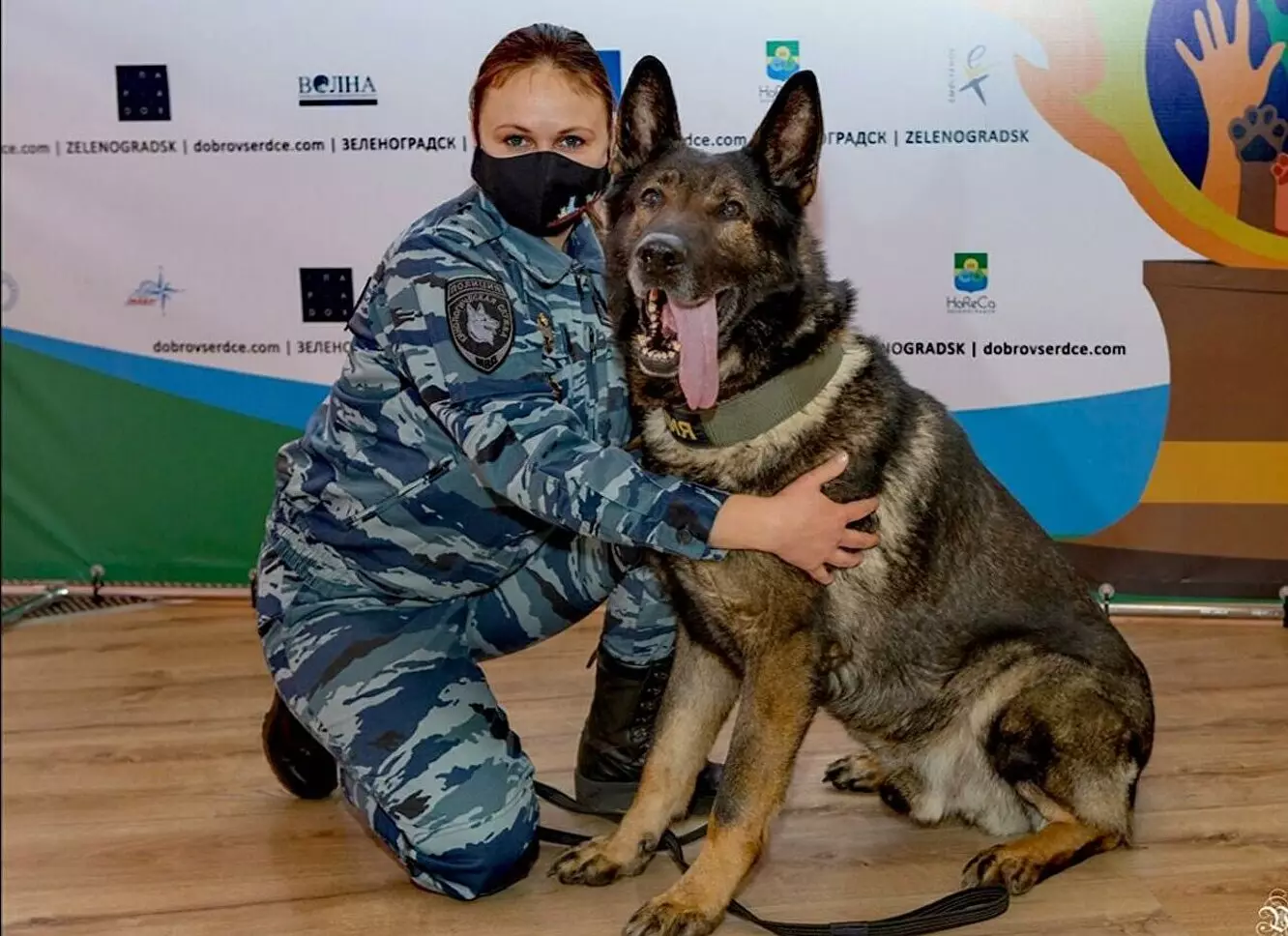 Pour la première fois, un chien de Russie a reçu un prix italien pour sa loyauté. Elle a sauvé une fille du viol 387490_2