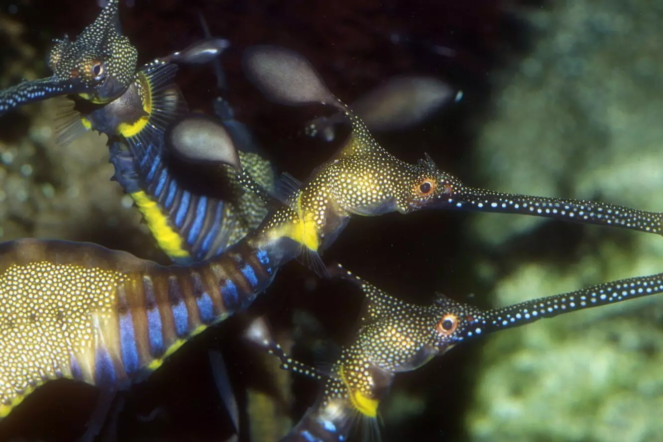 Biologists unravel the mystery of a relative of the seahorse