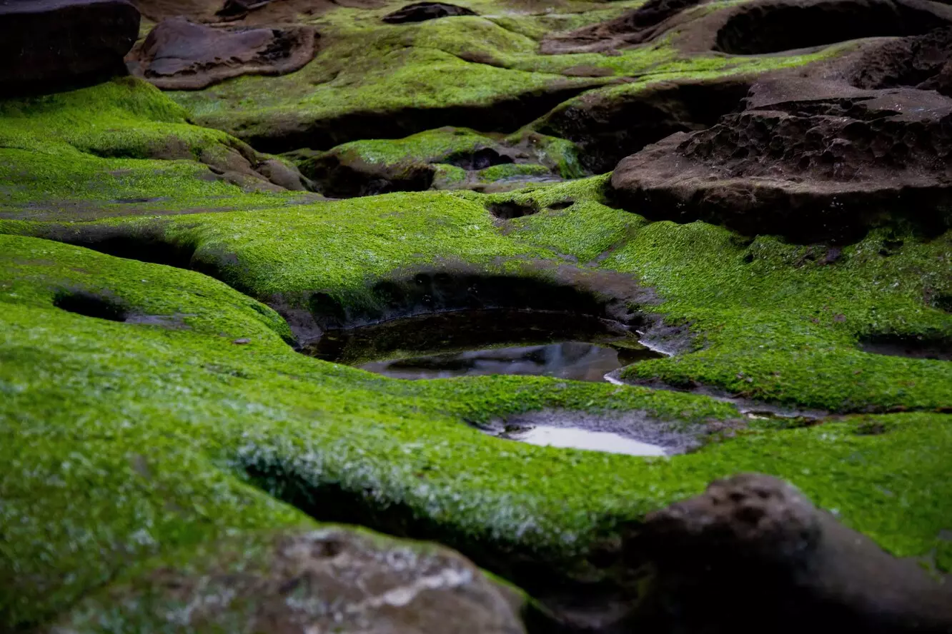 Lelapa la California le ile la shoa tlas’a maemo a makatsang. Mohlomong algae ke eona e molato.