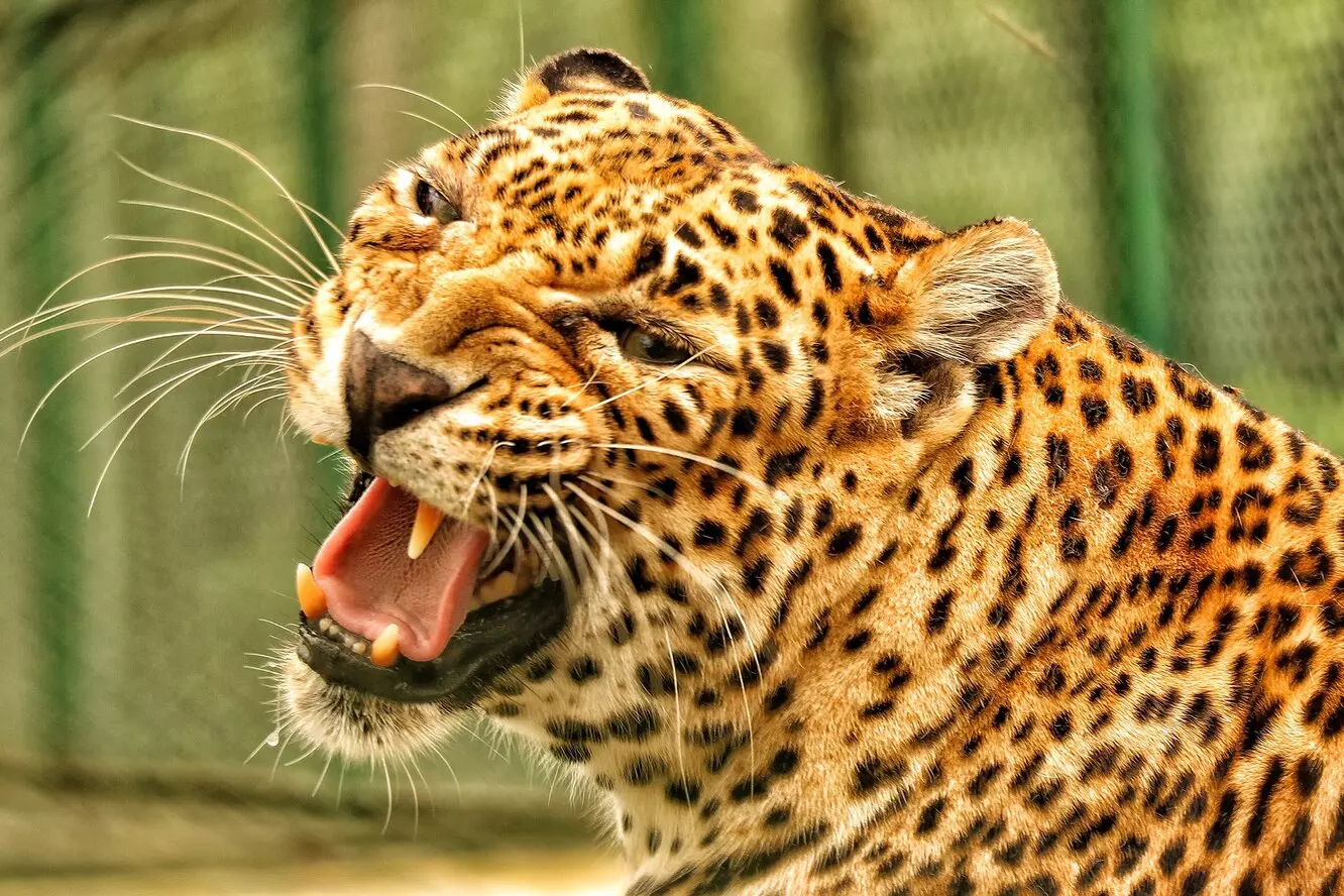 An Däitschland huet e Leopard, dee fir e Fotoshooting gelount gouf, e Modell attackéiert