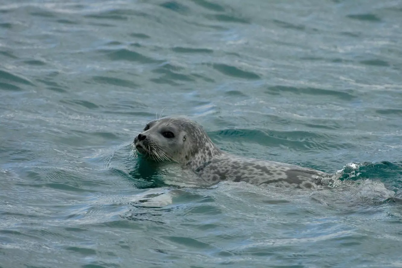 Seals na iya zama masu fama da rikicin yanayi