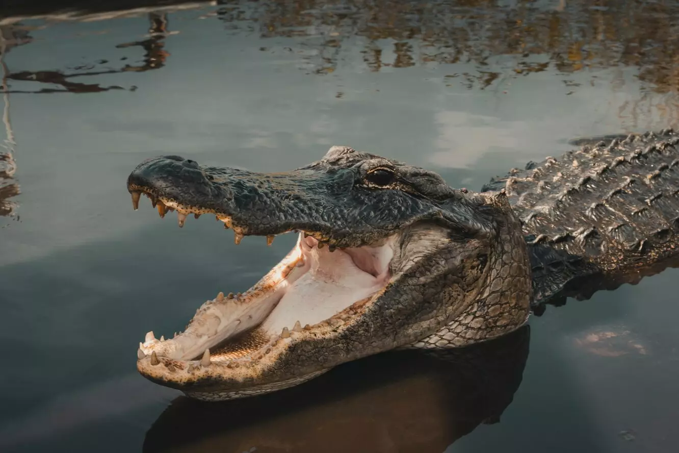 Na fa'auma ma le ita tele e le alligator le ta'avale a le au bloggers. Atonu latou te feagai ma moliaga faasolitulafono