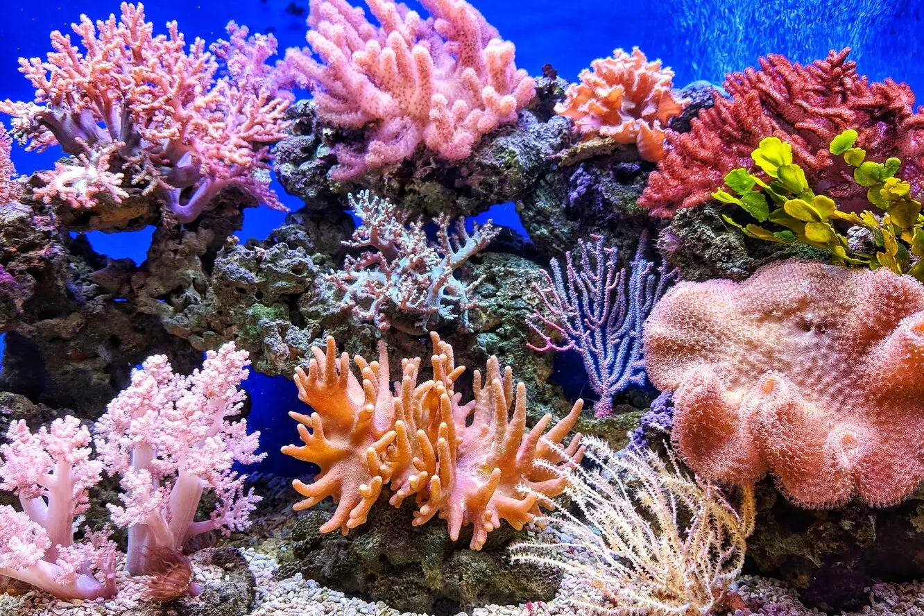 Yakha imephu yokuqala yomhlaba wonke ye-coral reefs