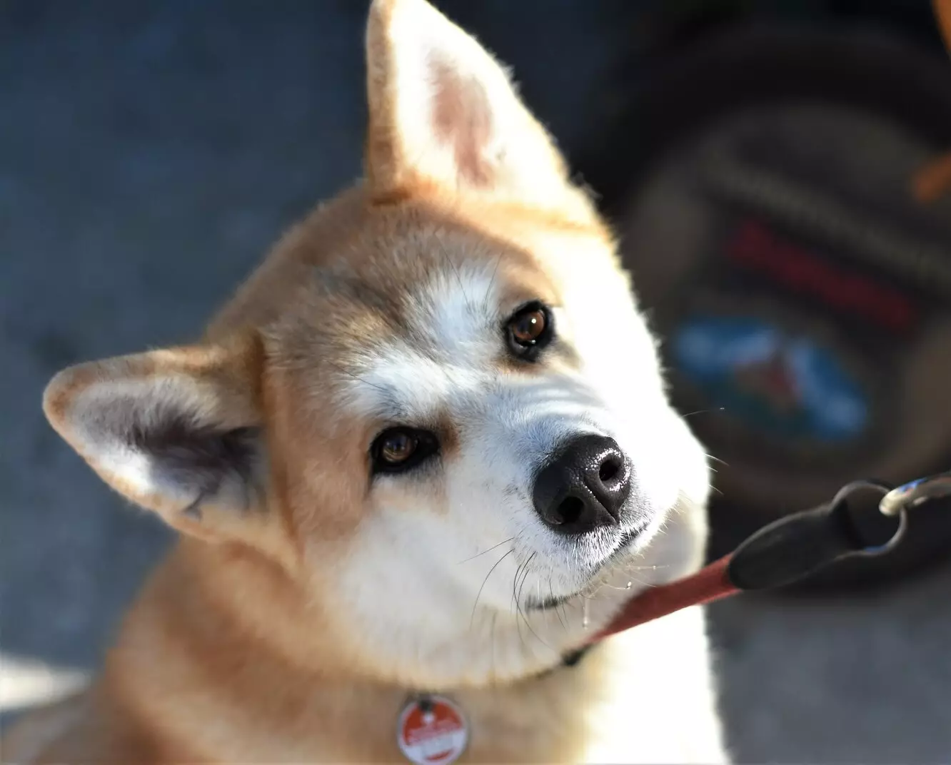 Hunden bøjede hovedet