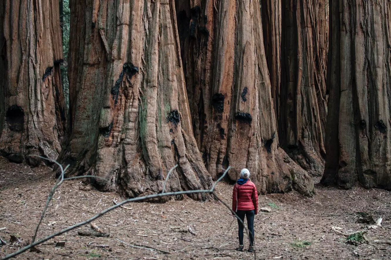 A Califòrnia, estan intentant salvar del foc els arbres més grans del món: tenen més de 2000 anys.