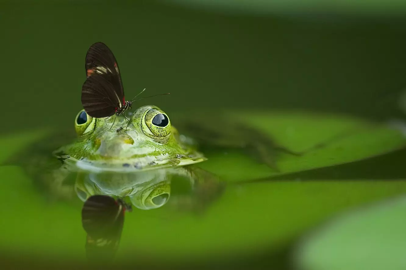 Australijskie żaby giną – naukowcy próbują rozwikłać zagadkę