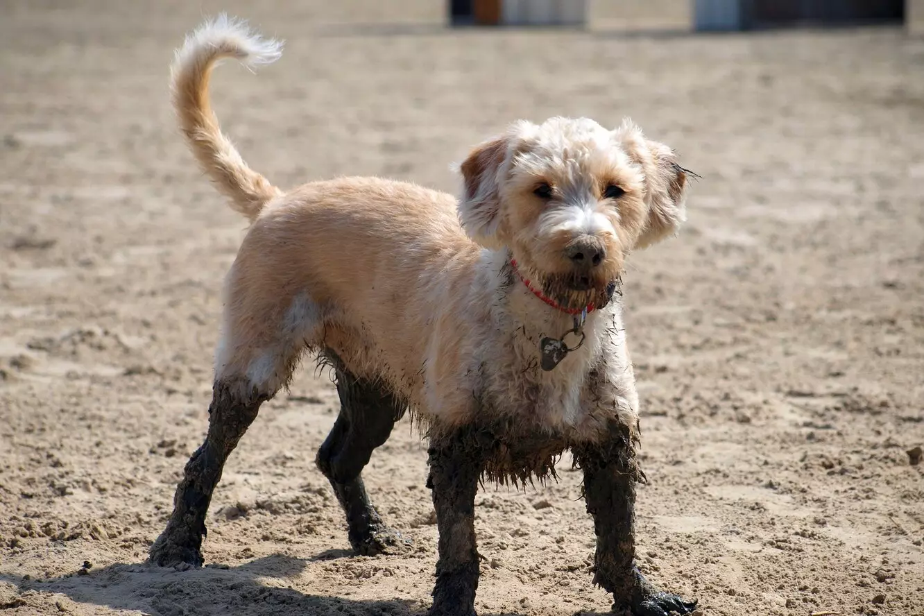 なぜ犬は土の中に転がるのが好きなのですか?