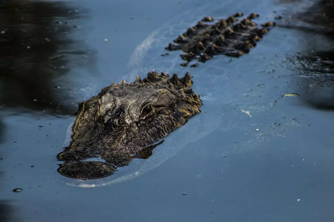 Menschliche Überreste in 200 kg schwerem Alligator gefunden