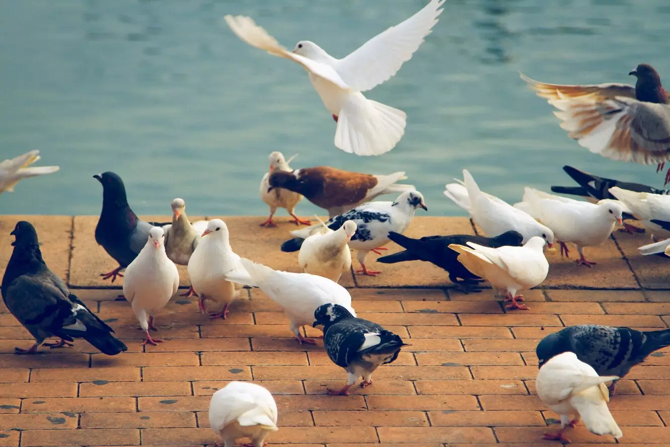 Descubierta una mutación que puede causar deformidad congénita en humanos, y la aparición de pico corto en palomas