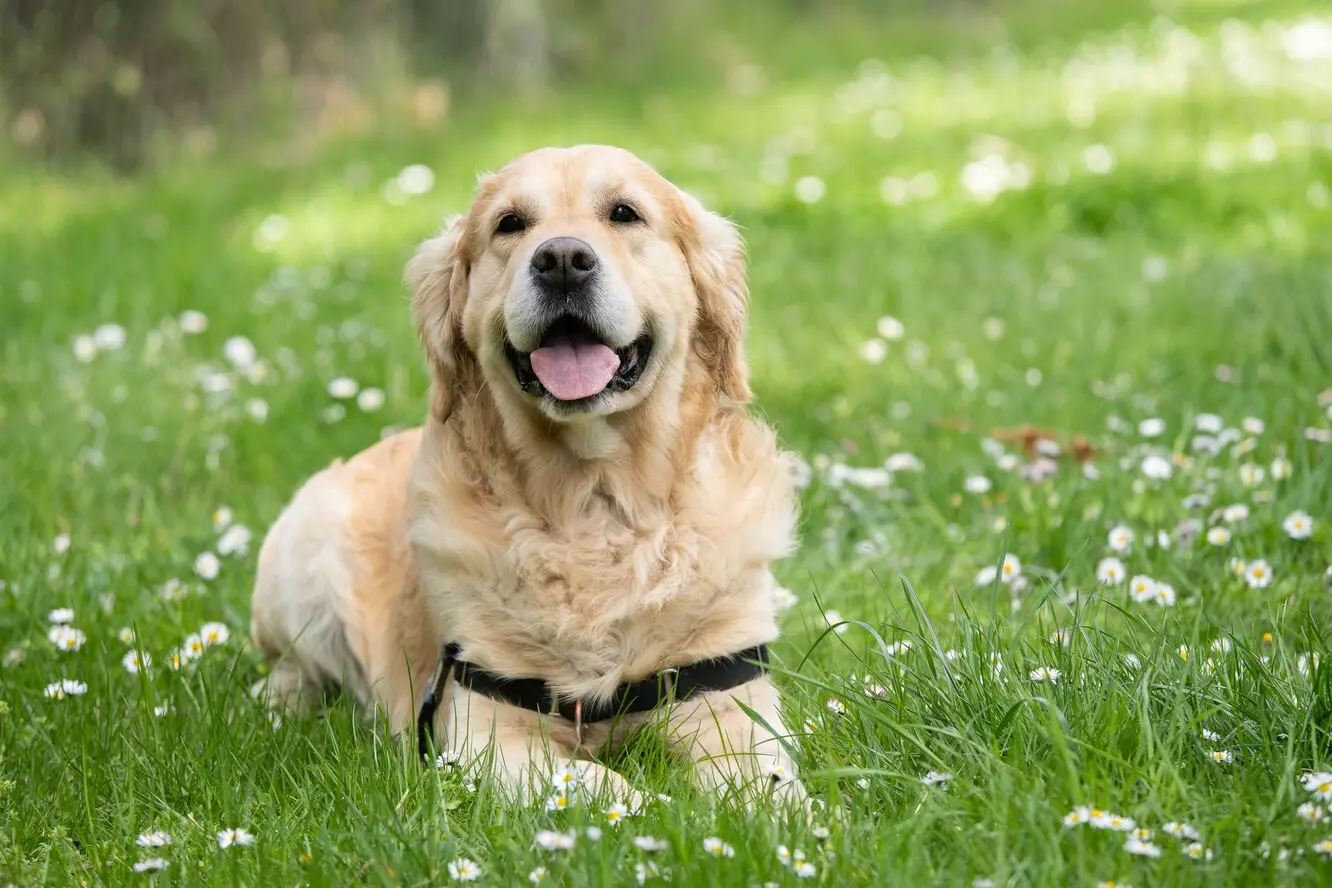 Hoe om uit te vind hoeveel "menslike" jare 'n kat of hond: die werklike ouderdom van jou troeteldier