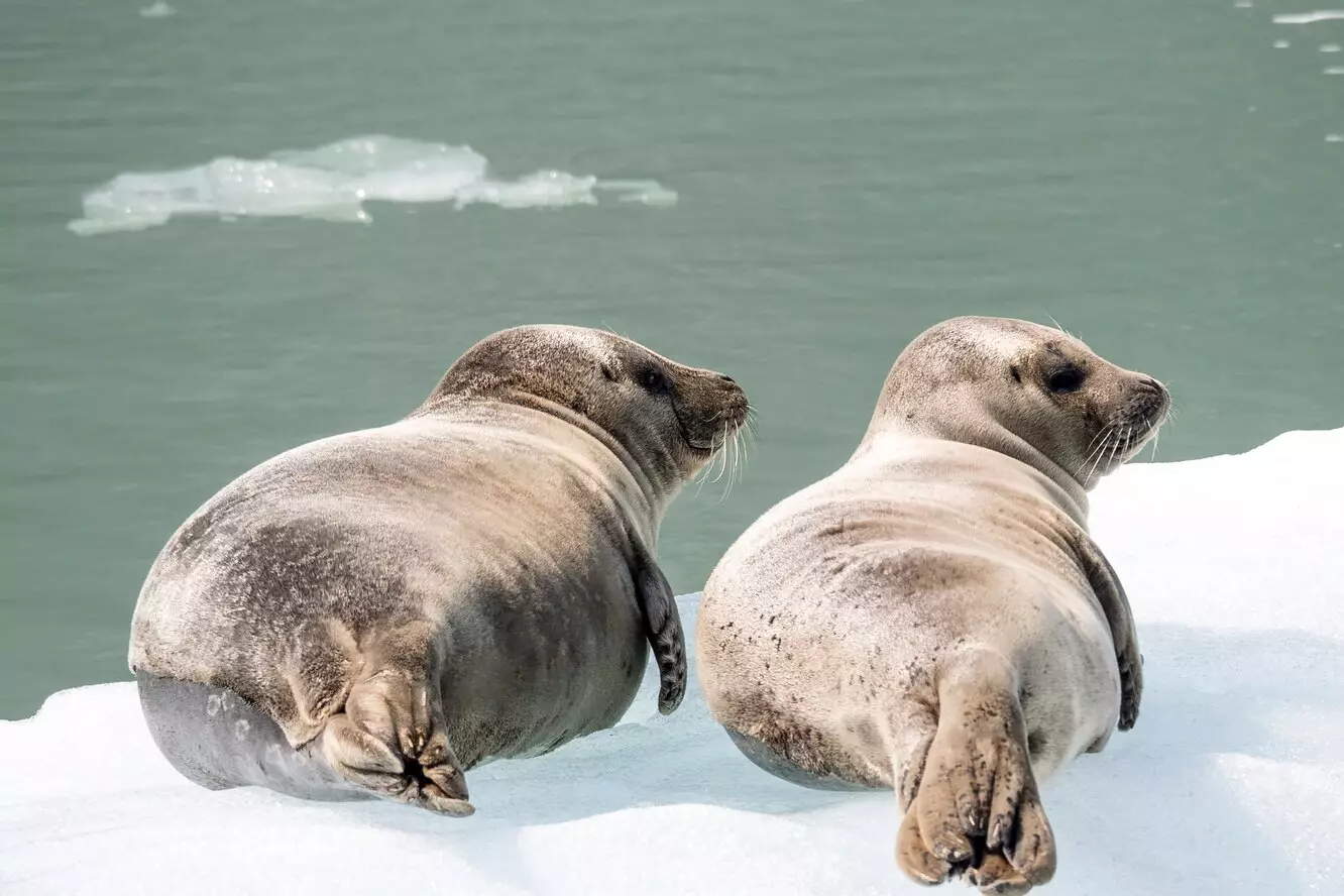 Científicos realizan conteo global de focas en la Antártida