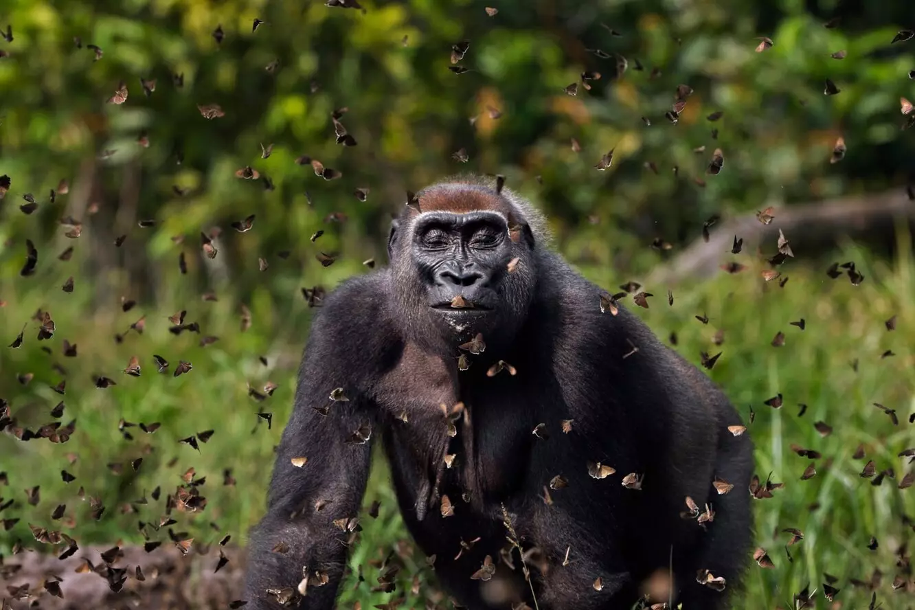 Nature Conservancy 2021: Beste bilder fra Wildlife Challenge Contest 389276_3