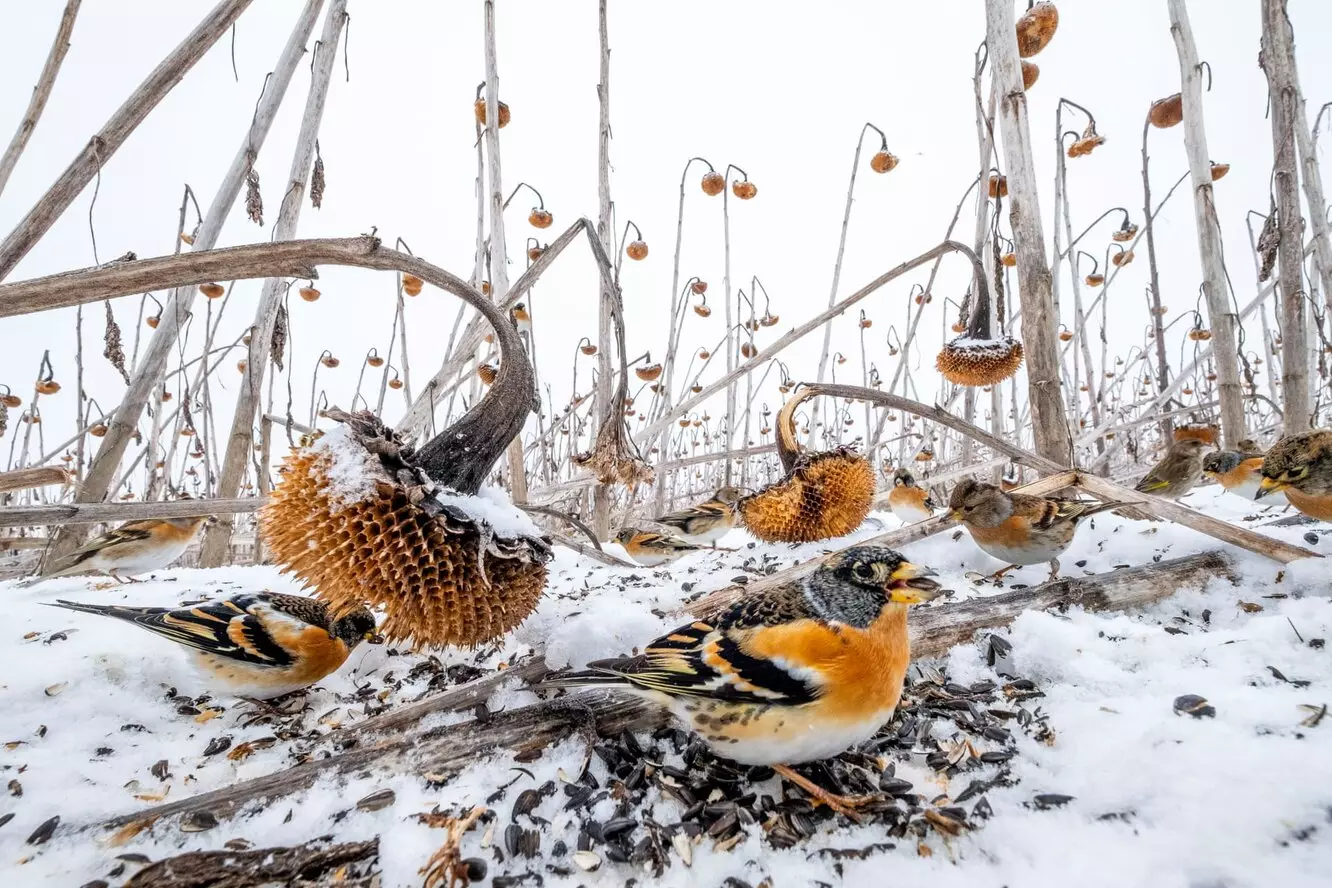 Ruajtja e Natyrës 2021: Fotografitë më të mira nga konkursi i sfidës së kafshëve të egra 389276_9