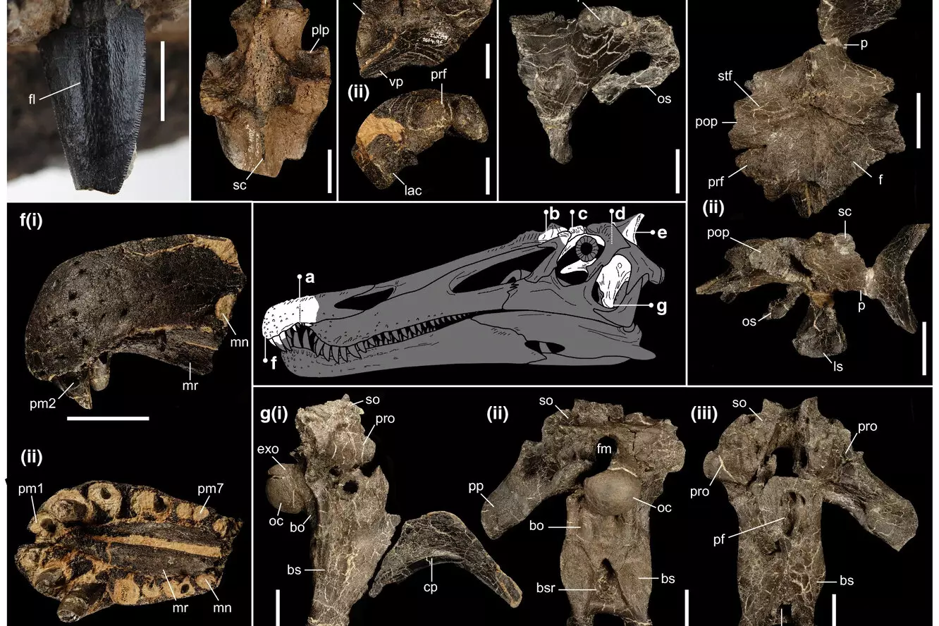 Fosílie dvou dříve neznámých druhů dinosaurů nalezené v Anglii