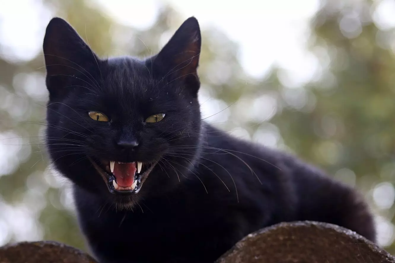 ¿Por qué los gatos negros son considerados de mala suerte?