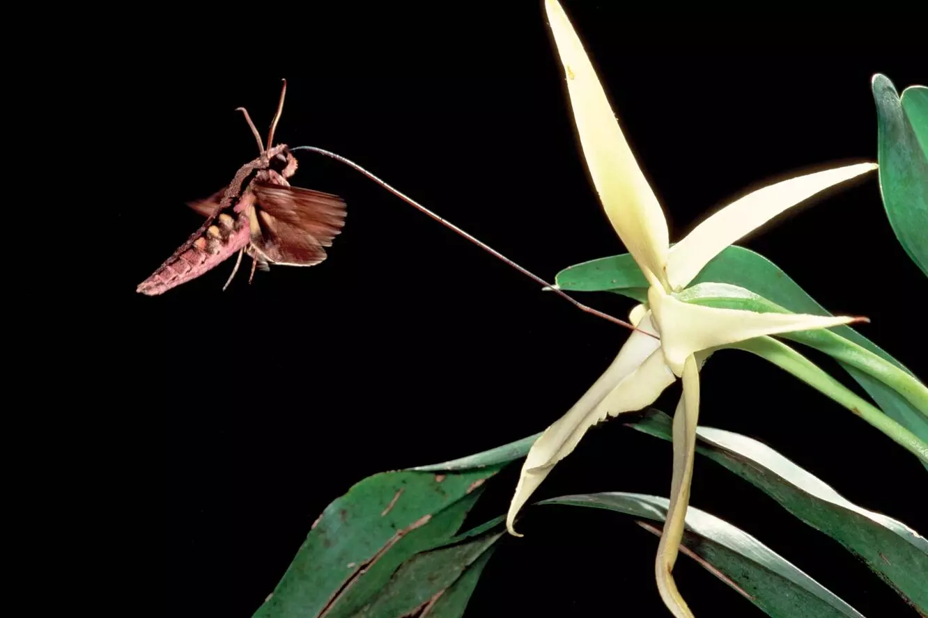 Le papillon de nuit avec la trompe la plus longue est finalement reconnu comme une espèce distincte