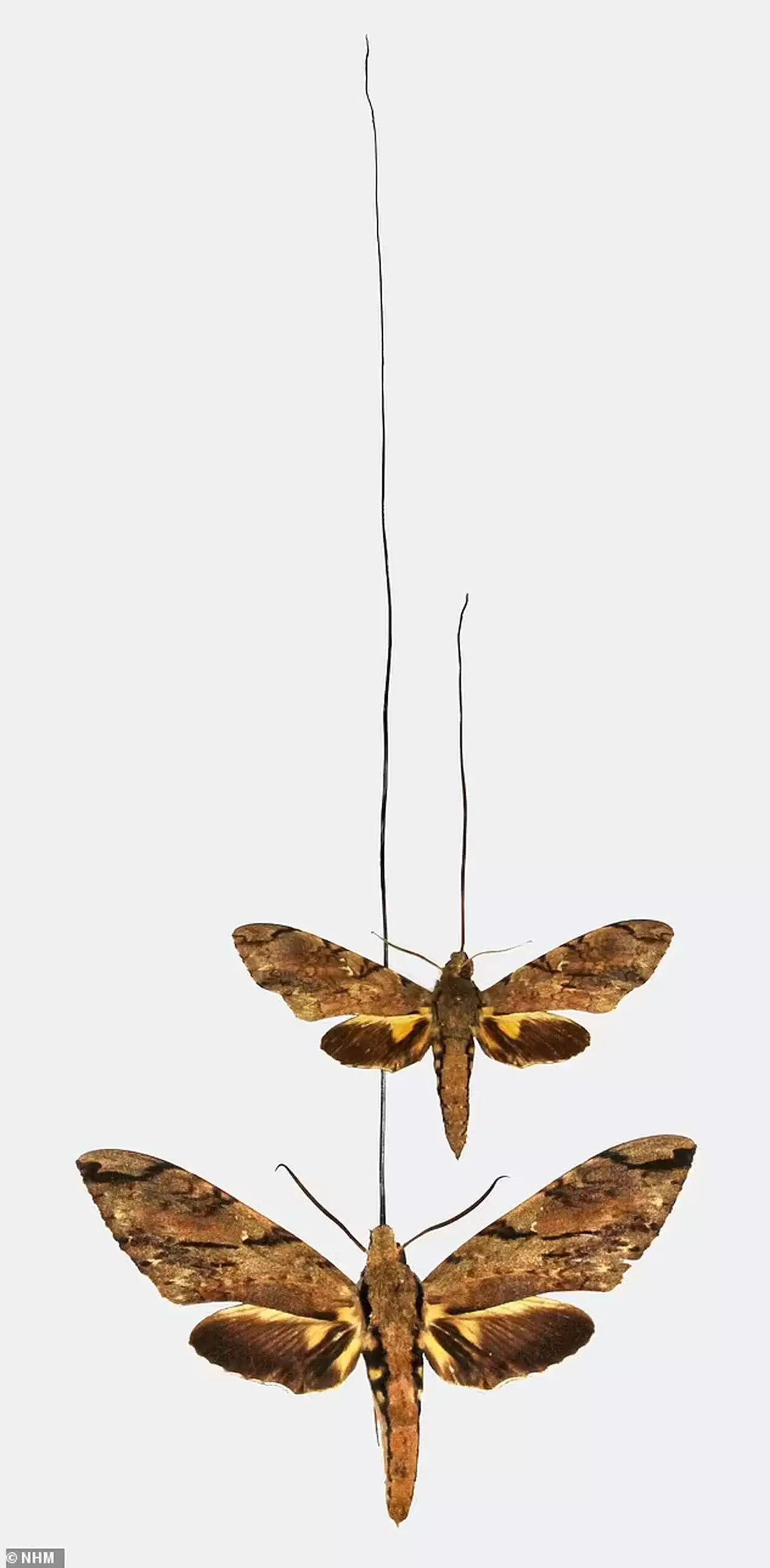 Le papillon de nuit avec la trompe la plus longue est finalement reconnu comme une espèce distincte 389460_2