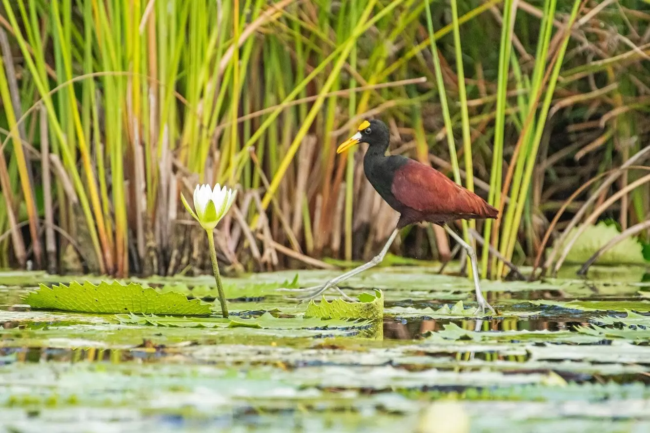 Yo te jwenn yon ansyen forè mangrov byen fon nan Penensil Yucatan. Byen lwen kote li ta dwe