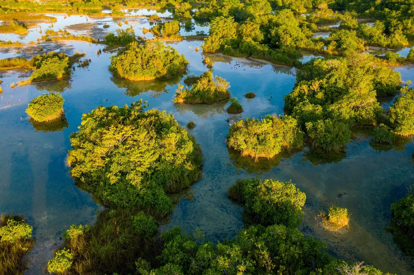 Mangrov nan Yucatan