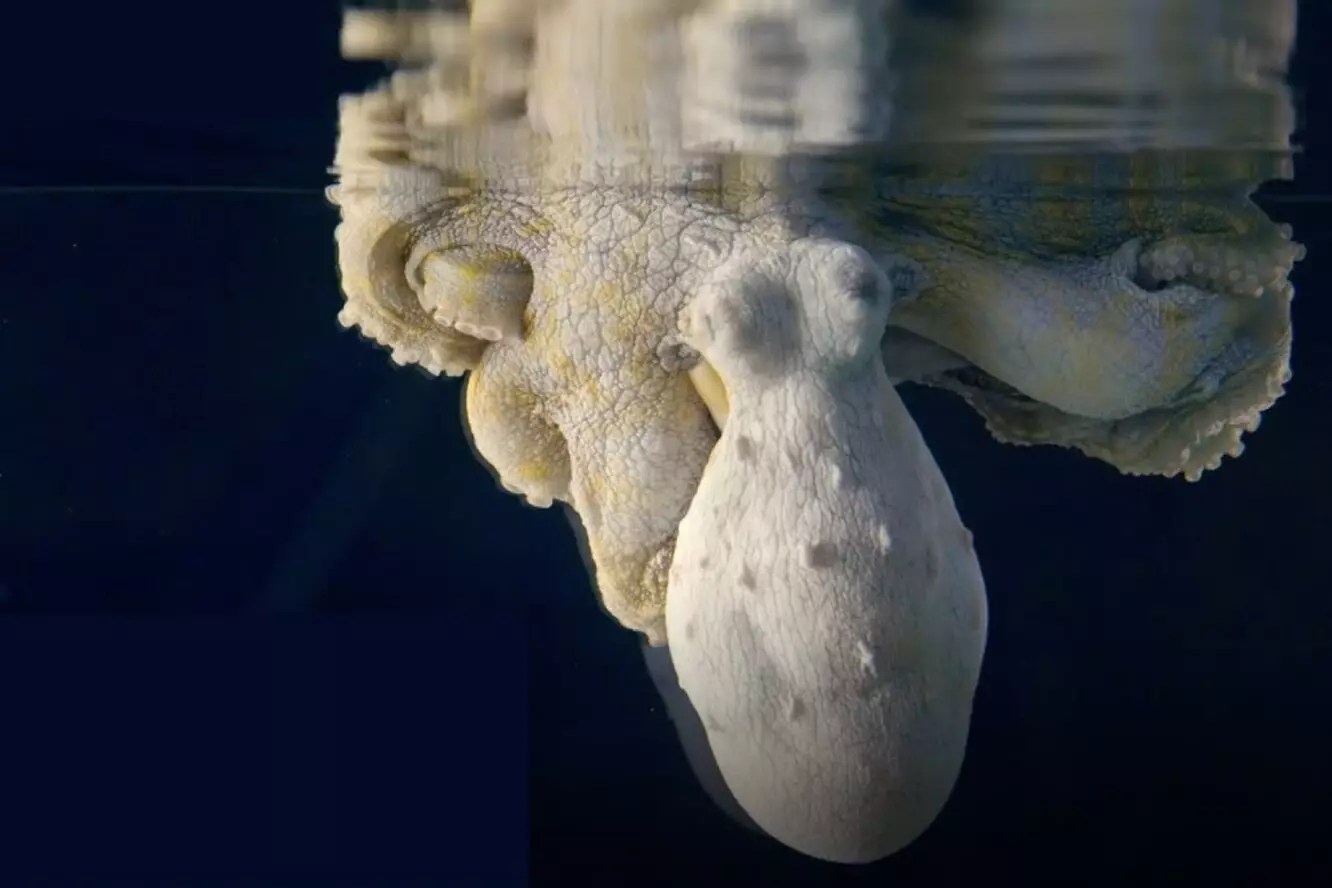 How an octopus changes color in a dream: a fascinating video