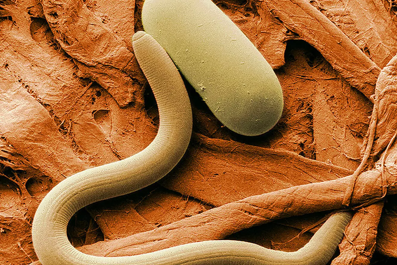 Nematode uništavaju vlastito tijelo da bi nahranile svoje potomstvo