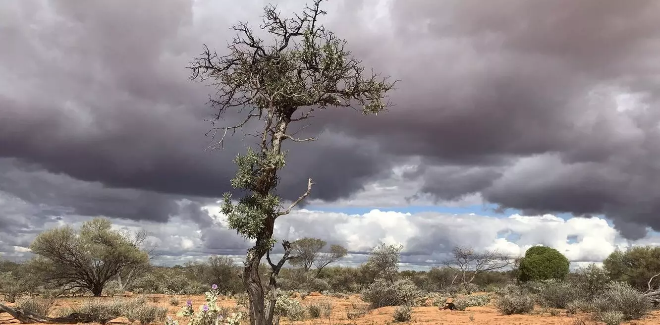 Le bois de santal est en voie de disparition 389646_2