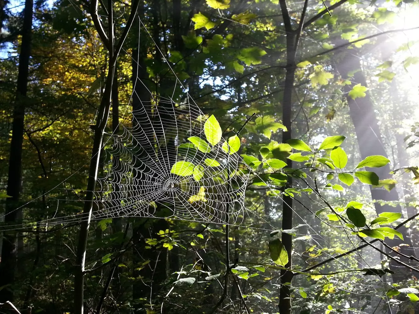 Particulele de plastic înghițite accidental se acumulează în organism? 389943_2