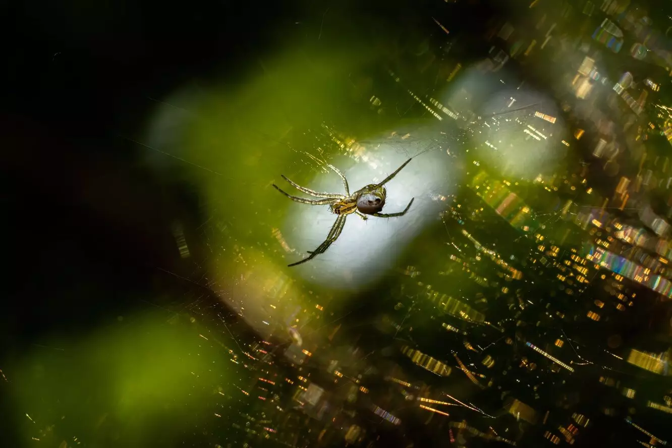 Lihatlah para pemenang kompetisi Fotografer Close-Up Tahun Ini 390079_5