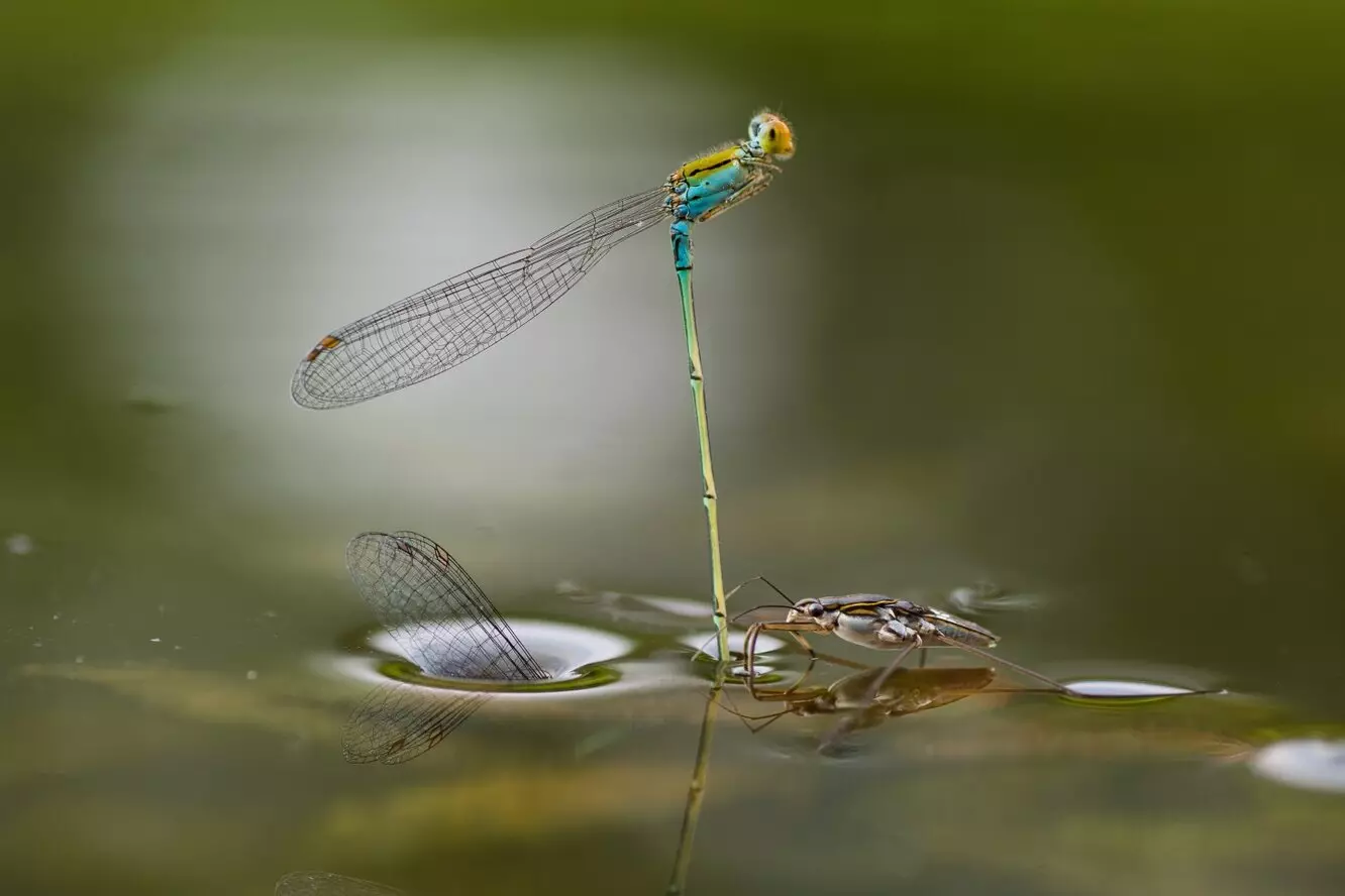 Guarda i vincitori del concorso Close-Up Photographer of the Year 390079_6