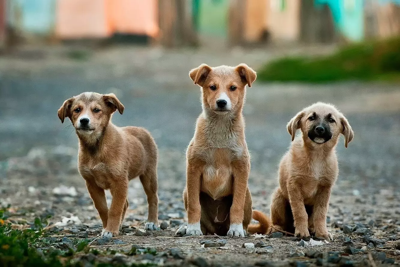 Il massimo esperto di malattie infettive degli Stati Uniti sospettato di aver finanziato esperimenti crudeli sui cani