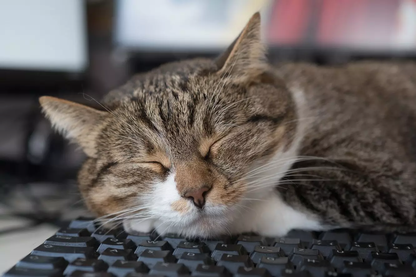 Por que os gatos muitas vezes interferem em falar ao telefone