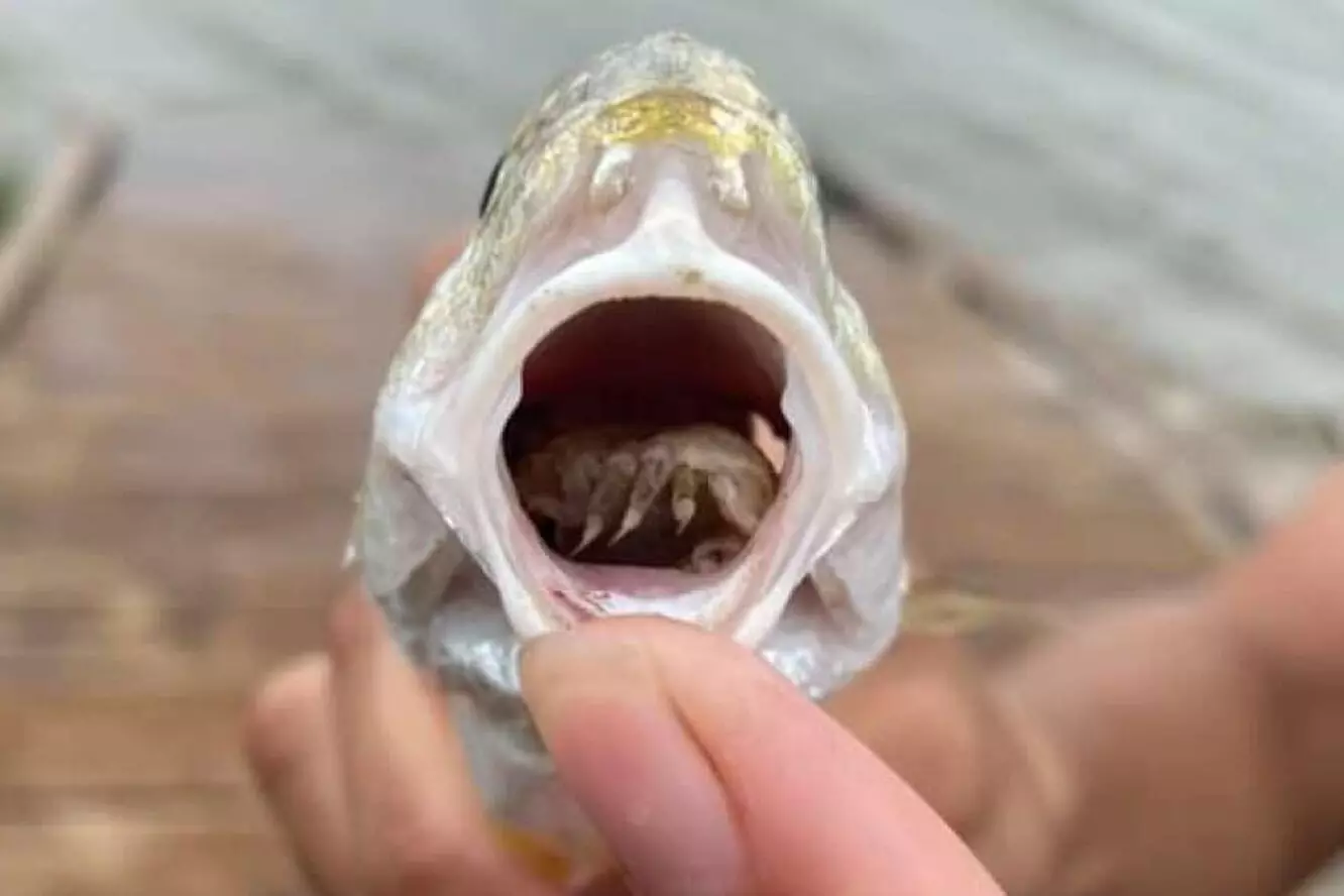 Paràsit devorador de llengua trobat a la boca del peix al parc estatal de Texas