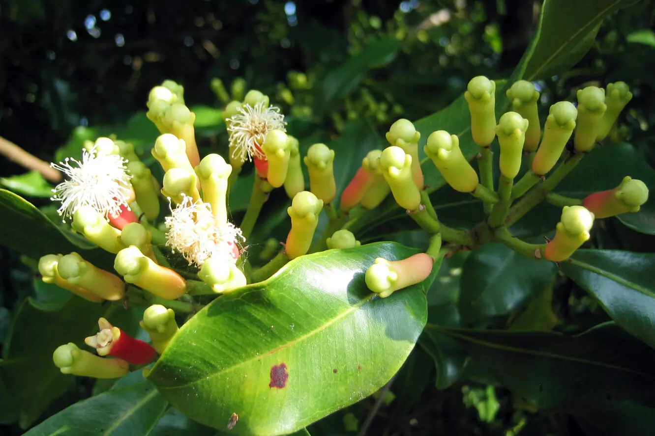 Eng Substanz déi d'Reproduktioun vu Coronavirus Partikel blockéiert gouf an de Blummen vum Neelbaum fonnt