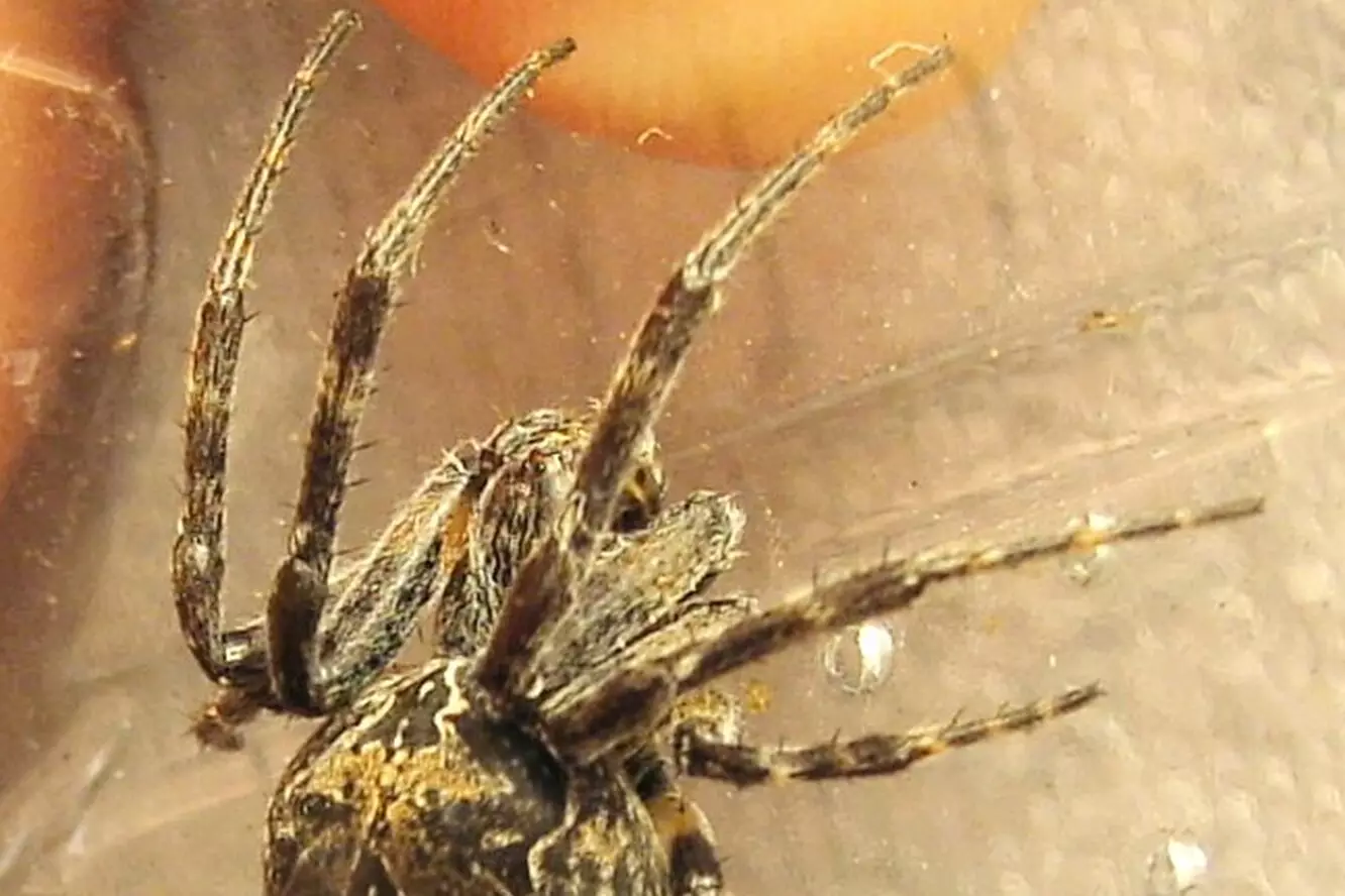 Lêkolîn: Hin spider tevnên xwe wekî radar bikar tînin da ku ew dengên dûr baştir bibihîzin