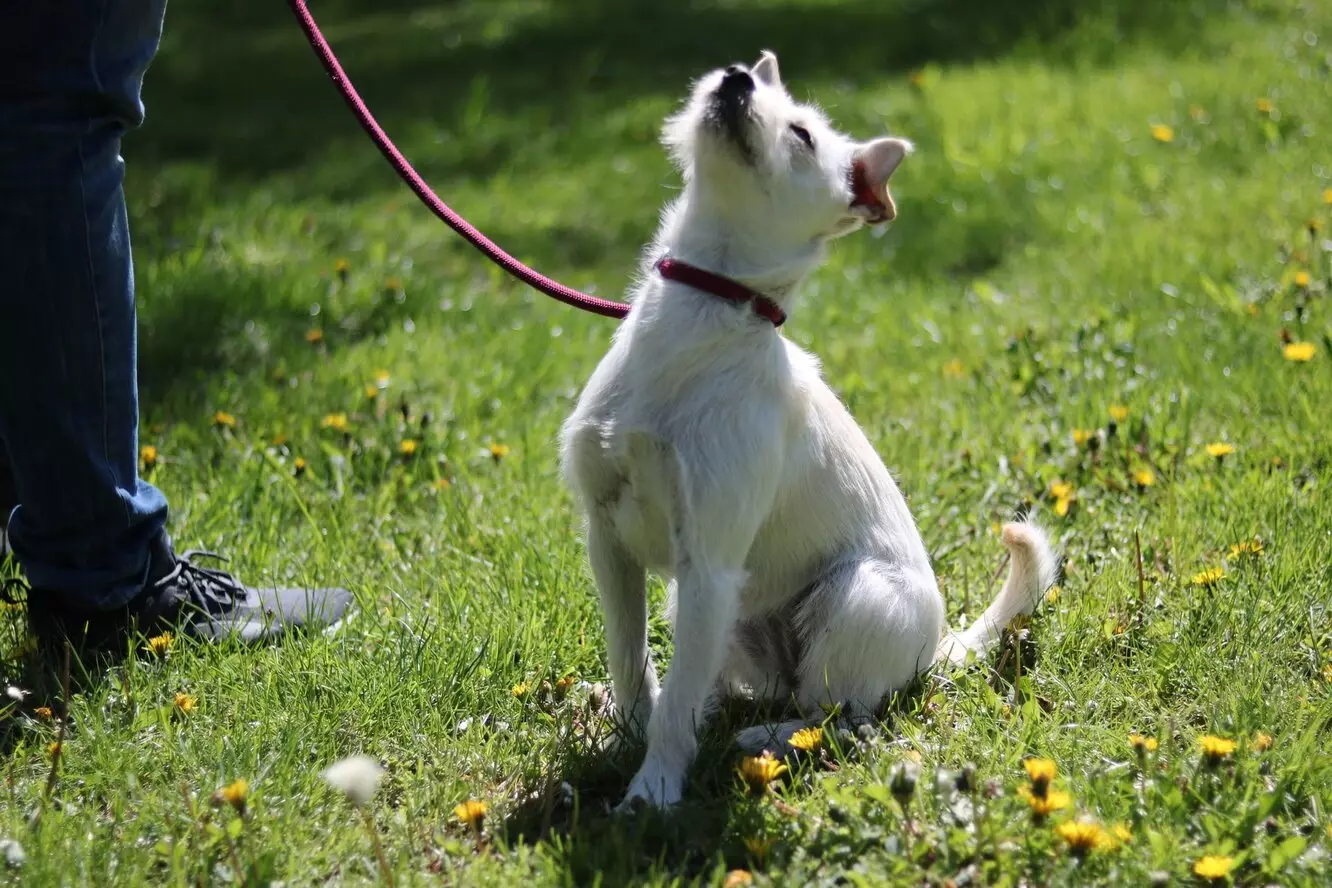 Por que os cães balançam as pernas quando você os coça?