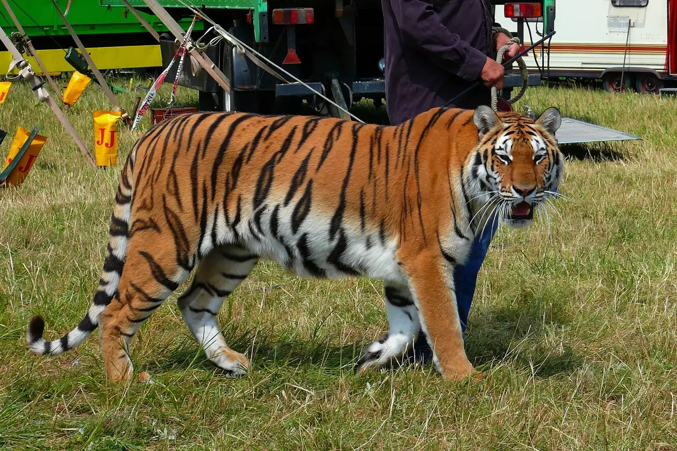 Frantziak animalia basatiak zirku eta ikuskizunetan erabiltzea debekatzeko